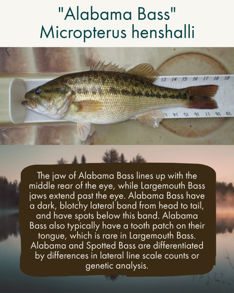 Invasive Alabama Bass Found in Philpott Lake – Cable 12